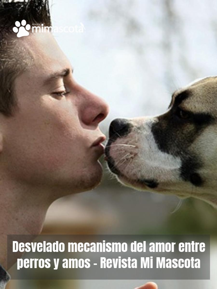 Desvelado mecanismo del amor entre perros y amos - Revista Mi Mascota