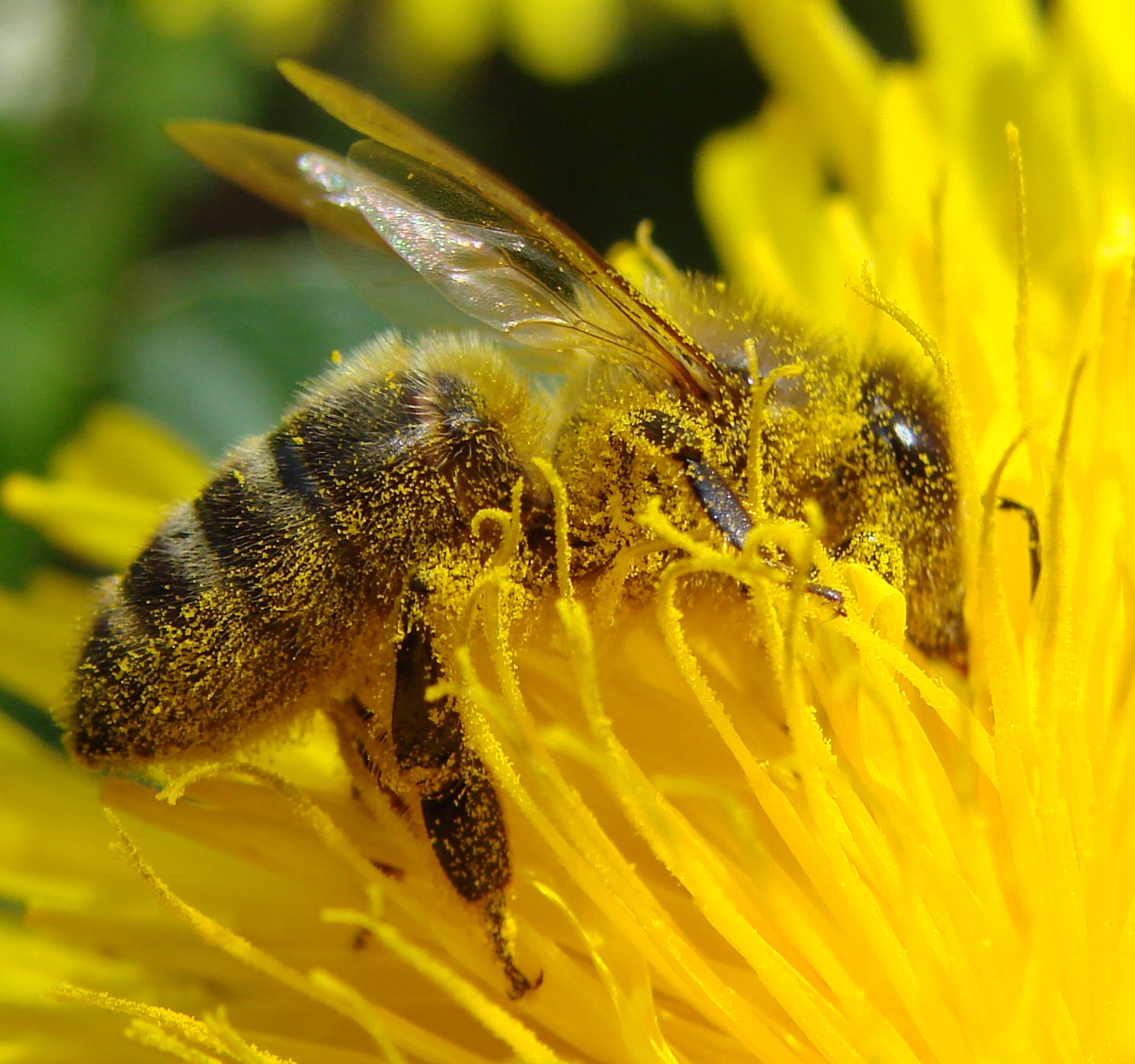 Las abejas comenzaron su extinción - Revista Mi Mascota