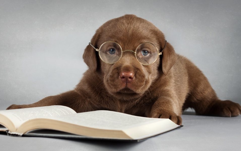 Tratamientos y orientación psicológica para nuestras mascotas - Revista ...